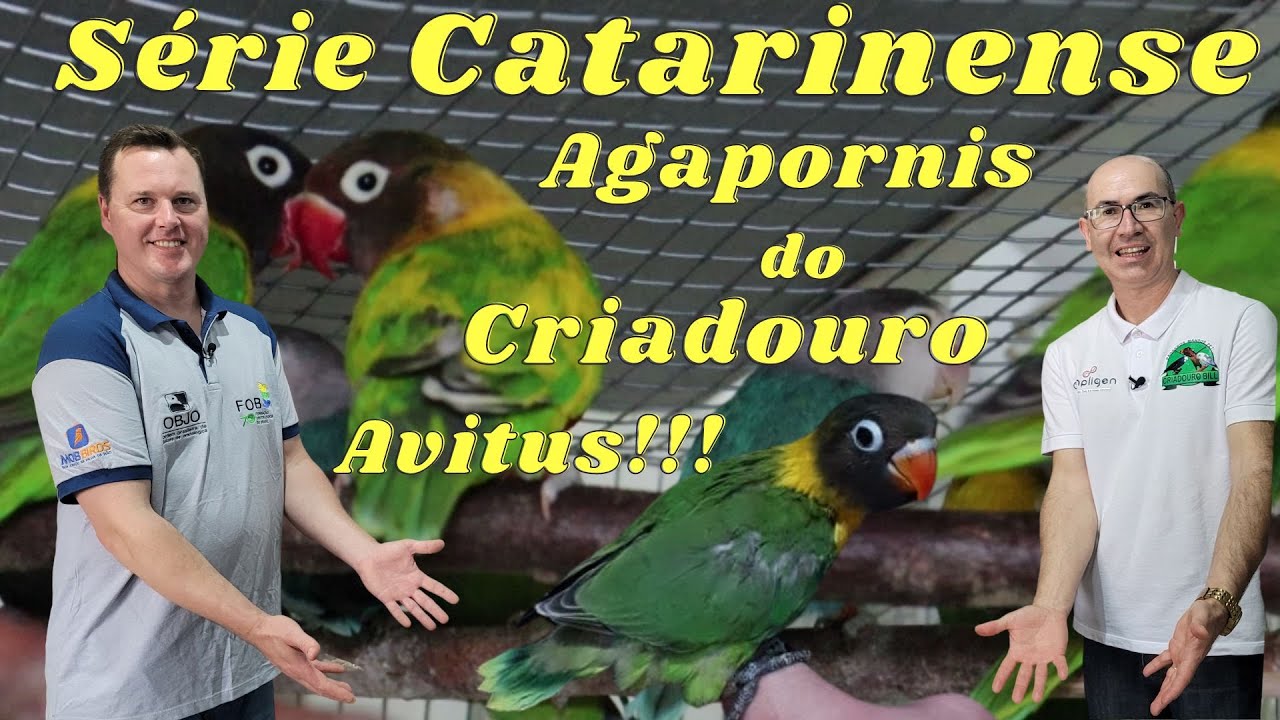 CRIADOURO AVITUS COM VÁRIAS MUTAÇÕES DE AGAPORNIS!!! - YouTube