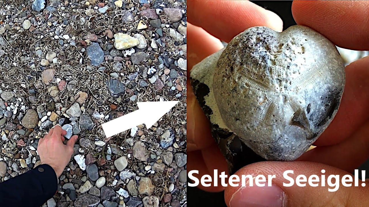 Zwei fantastische Steine! Fossilien suchen an der Ostsee #7 - YouTube