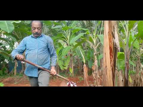 # keralam. Malappuram maranchery കവുങ്ങ് വെക്കാൻ കുഴിവെട്ടൽ തുടരുന്നു ...