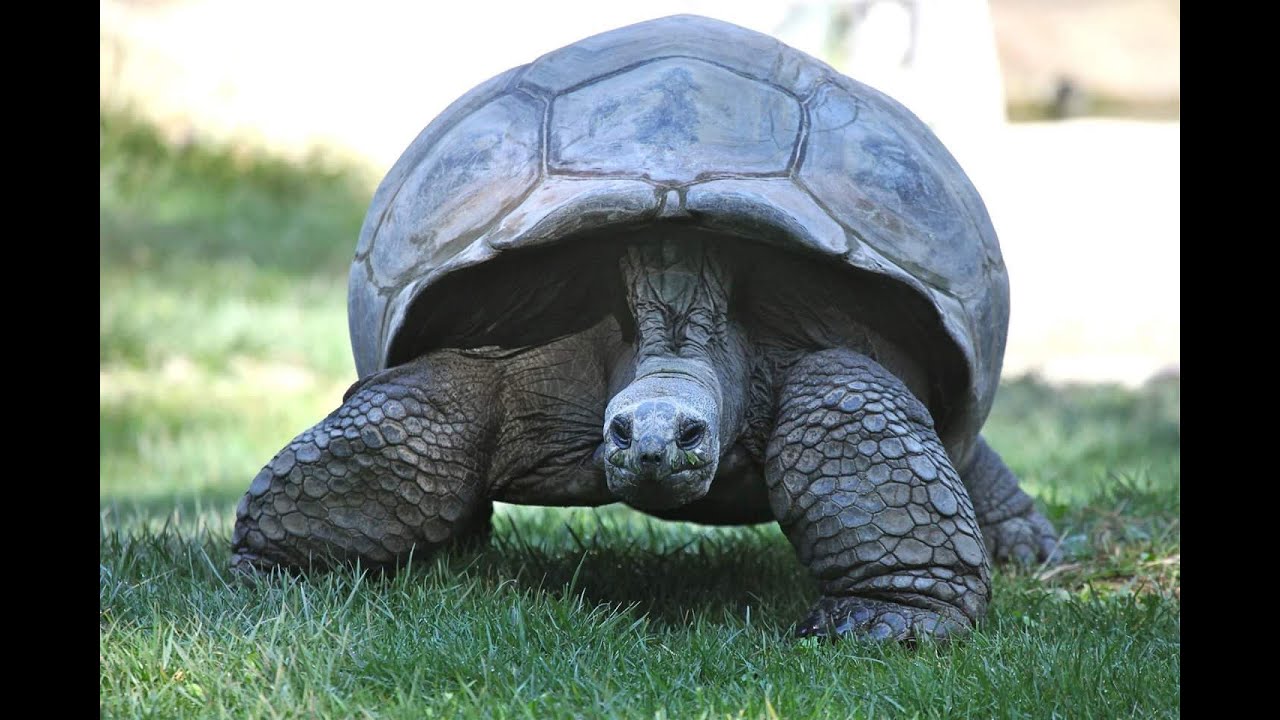 Virtual Talk | LA TESTUGGINE GIGANTE DELLE SEYCHELLES 🐢 - YouTube
