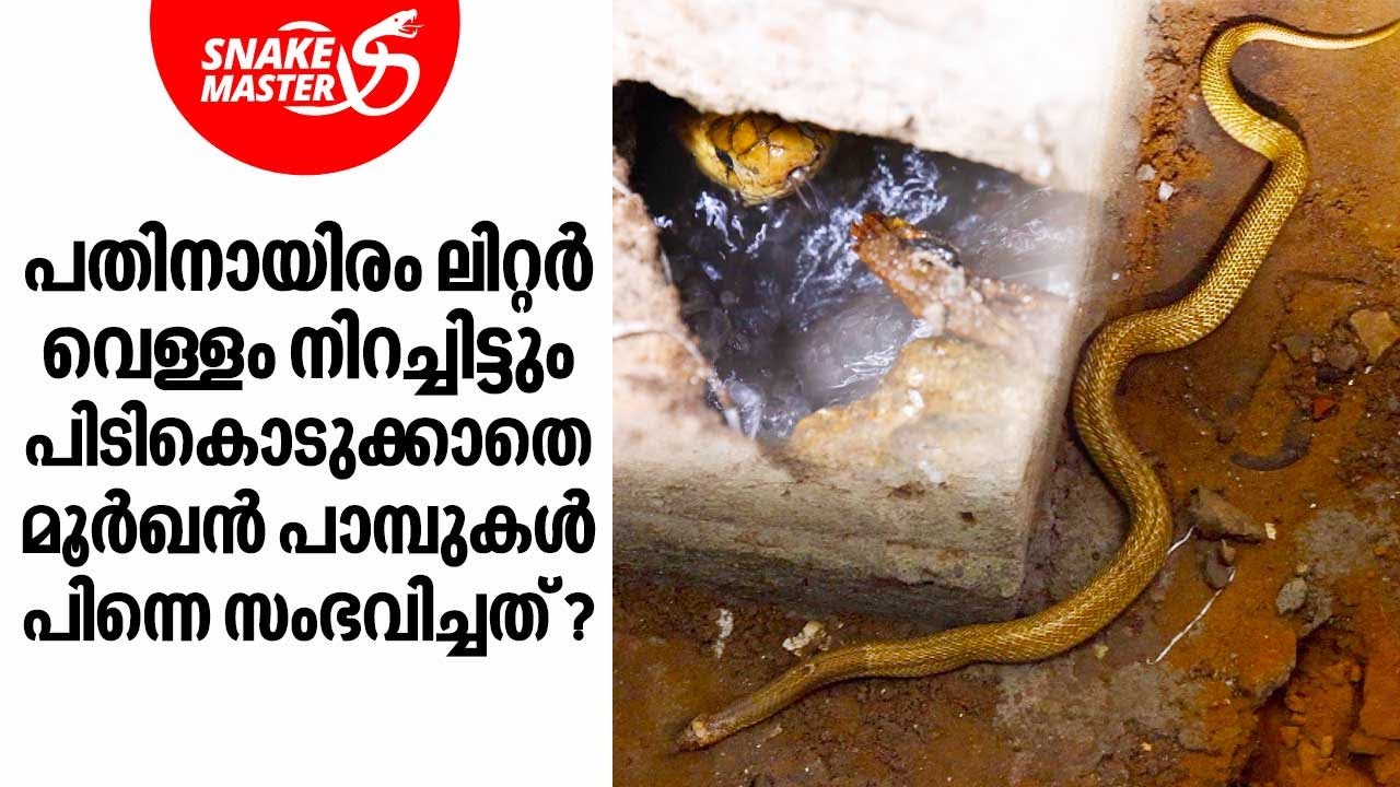 മൂർഖൻ പാമ്പ് ഇങ്ങനെ പുറത്തേക്ക് വരുന്നത് കണ്ടിട്ടുണ്ടോ ? | Snakemaster ...
