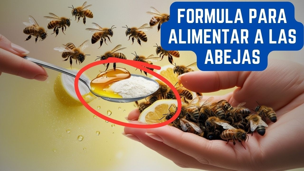 Como ALIMENTAR CORRECTAMENTE A Tus Abejas Para que sean Productivas 🐝 ...