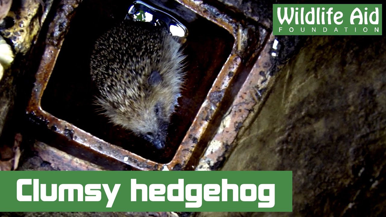 Plus size hedgehog rescued from a drain hole - YouTube