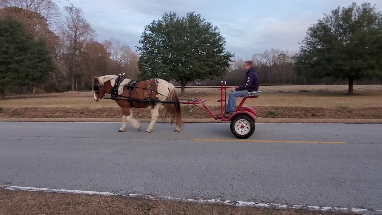 Real gentle paint haflinger cross driving - YouTube