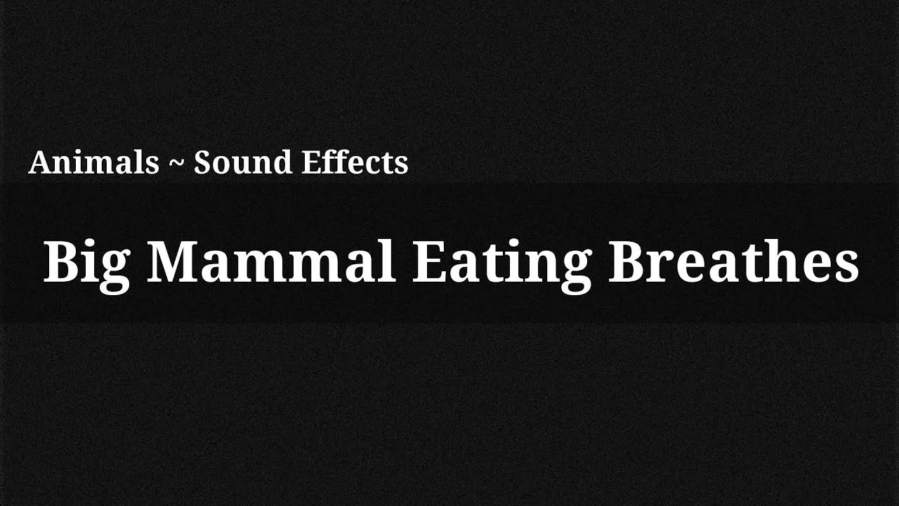Big Mammal Eating Breathes / Sound Effect - YouTube