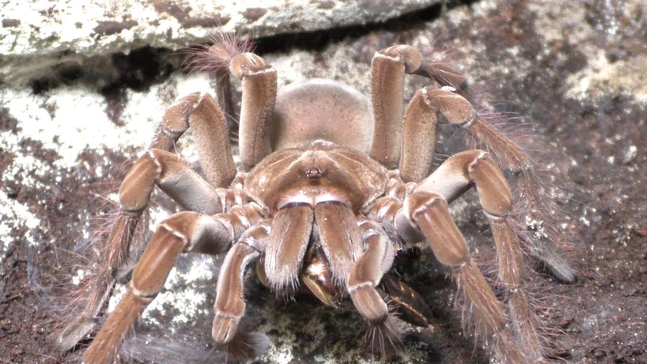 Feeding Goliath Birdeater Tarantulas | Theraphosa Genus Feeding - YouTube