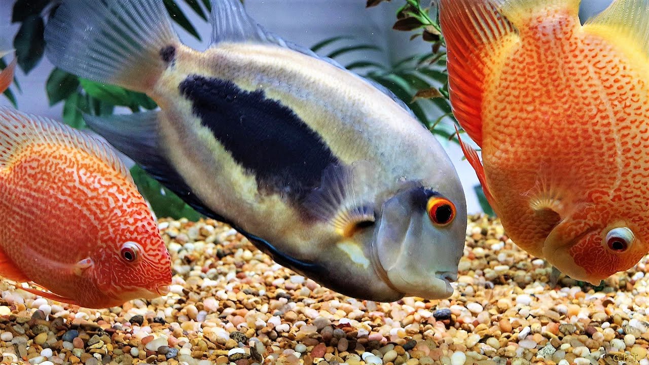Severum cichlid Uaru cichlid super close up and peaceful - YouTube