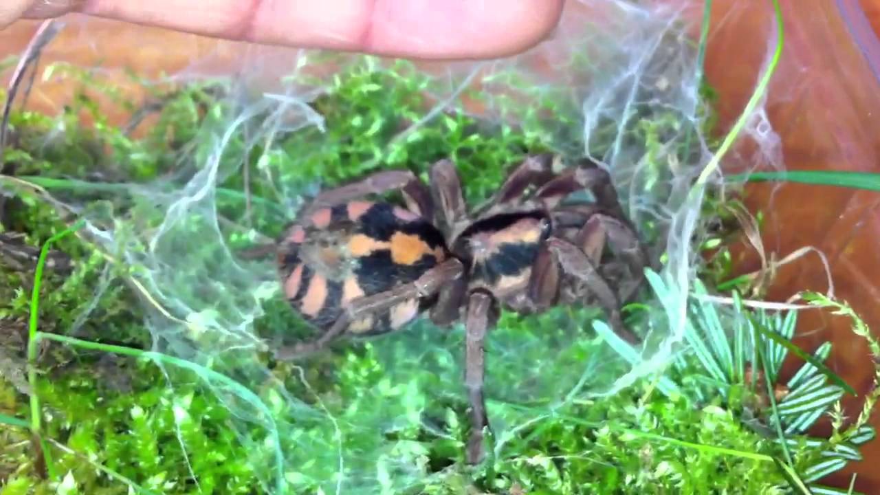 Hapalopus sp. Colombia large by Tisoyspiders - YouTube