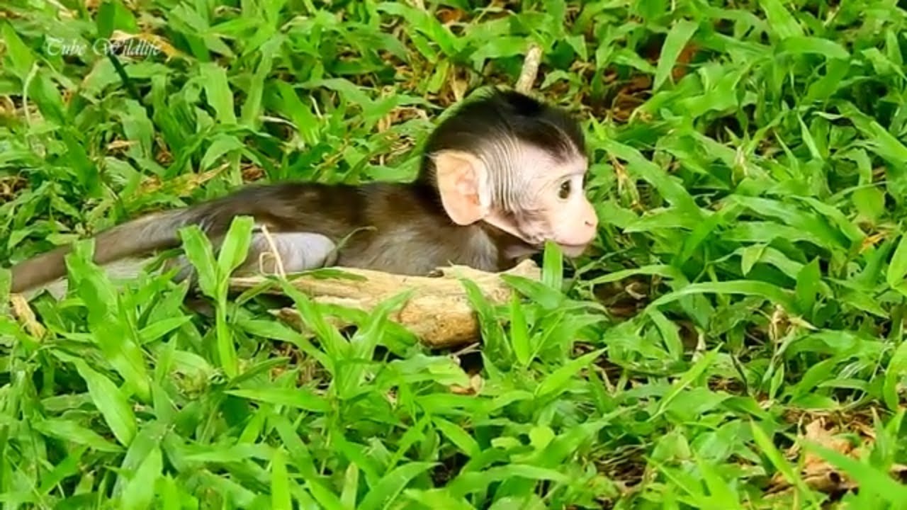 Aw, so so strange baby Opie hide body in grass / Lovely Opie baby protects from Aliza monkey ...
