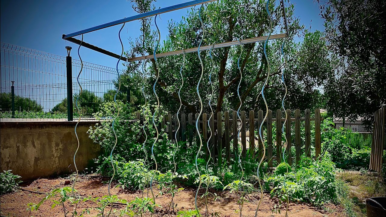 Como entutorar tomateras con varilla en espiral 🍅/ La granja en casa ...