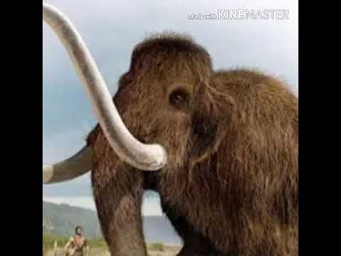 Woolly Mammoth Trumpet 🐘 🦍 - YouTube