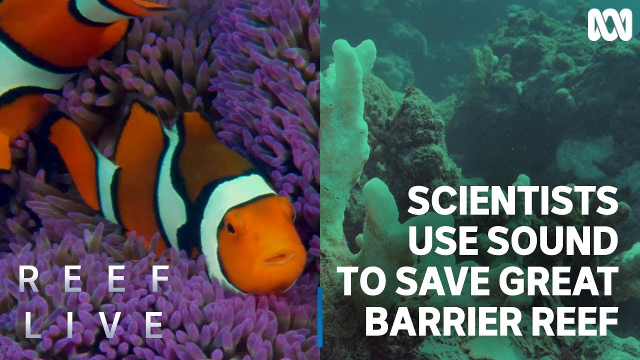 Scientists use sound to monitor Great Barrier Reef's health | Reef Live ...