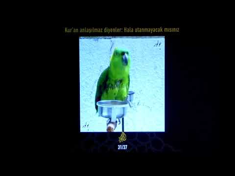 Fatiha okuyan papağan - Mustafa İslamoğlu