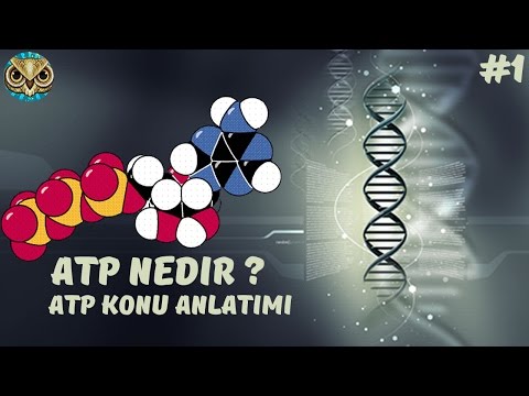 ATP NEDİR ? (YGS Biyoloji Konu Anlatımı) | HD720