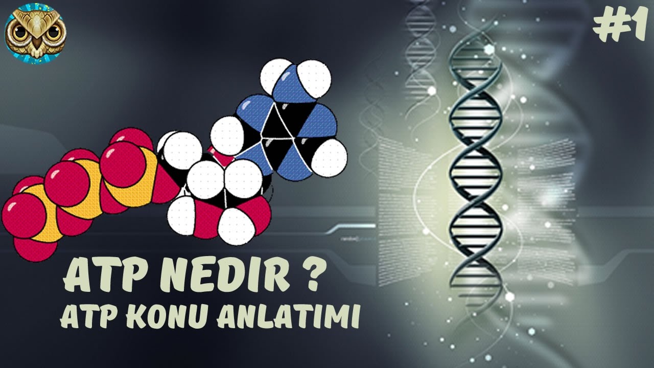 ATP NEDİR ? (YGS Biyoloji Konu Anlatımı) | HD720 - YouTube