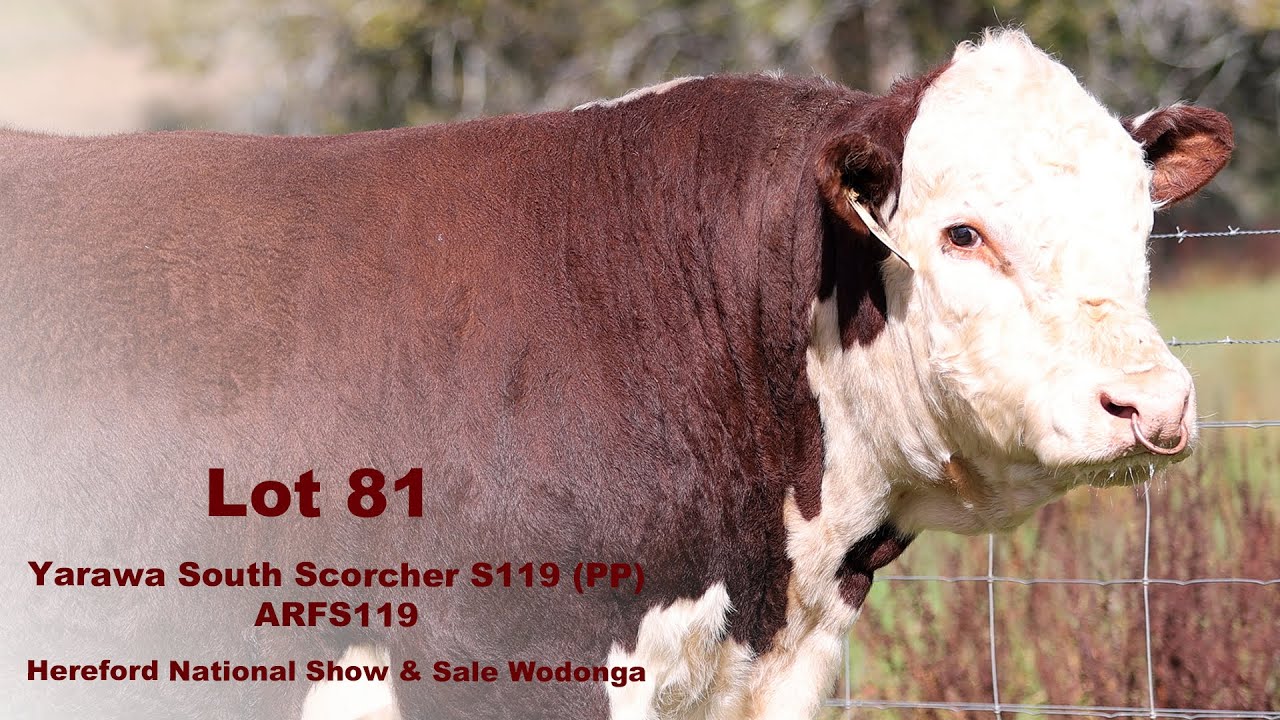 Lot 81 Yarawa South Scorcher S119 (PP) - YouTube