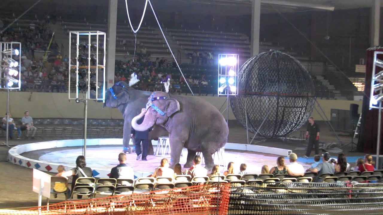 Circus - elephants - YouTube