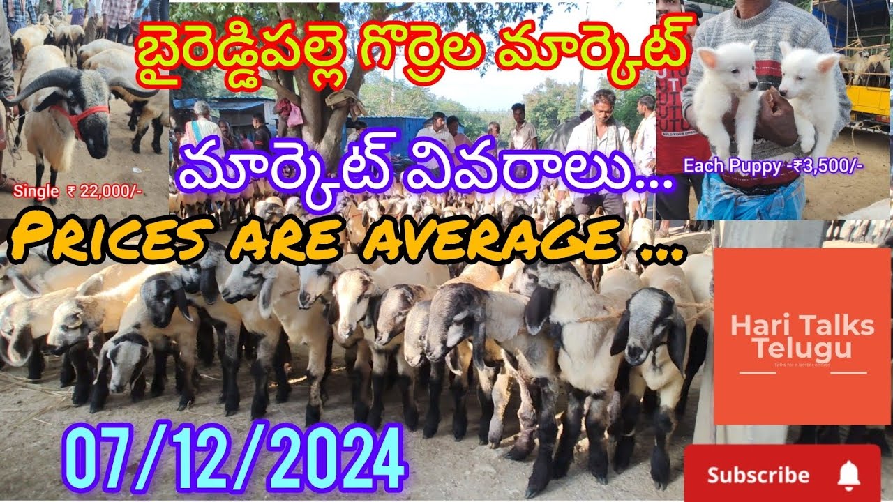 baireddipalle sheep market🐏,Nellore Judipi,Goat🐐 ,07/12/2024 ...