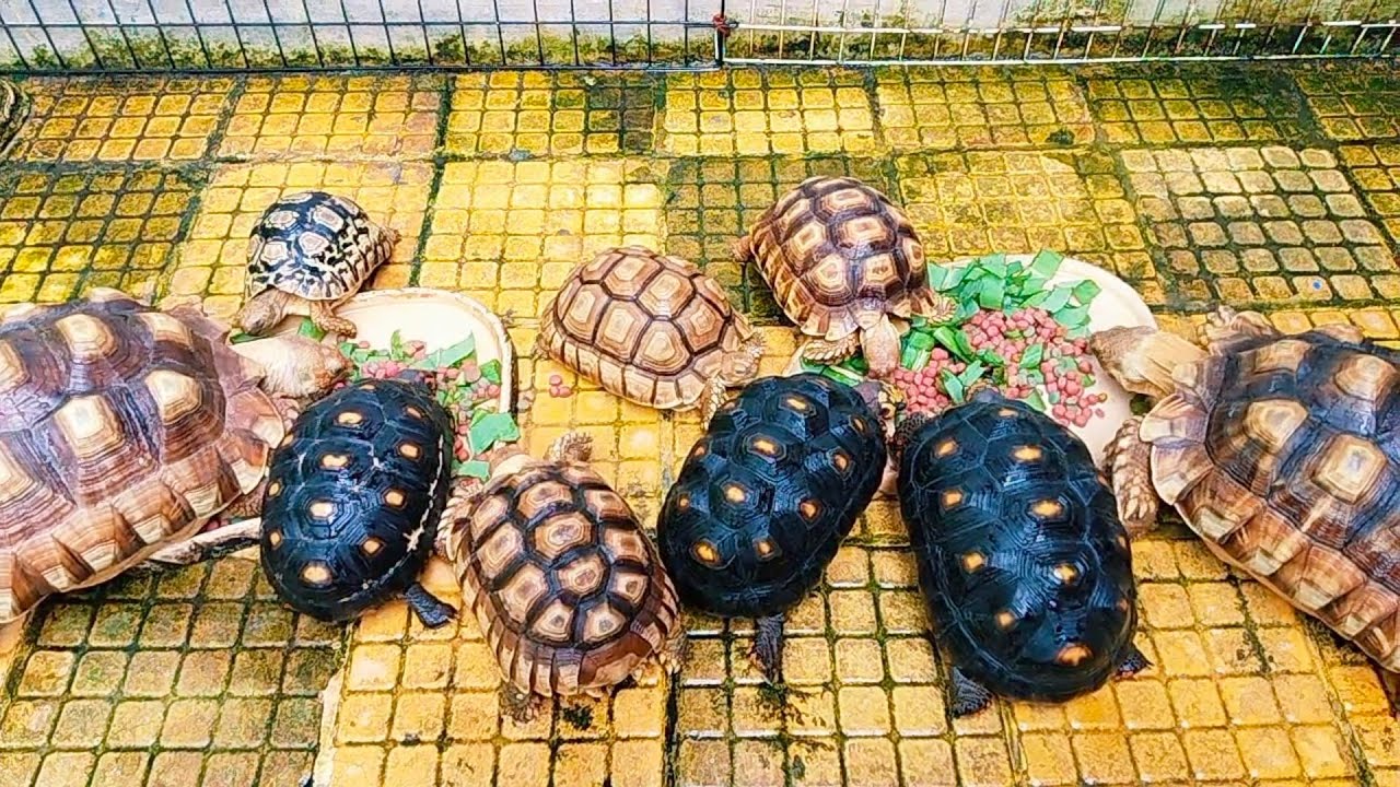 Makanan Kura Darat Sulcata Tortoise Pakai Daun Fumak Dan Pelet - YouTube