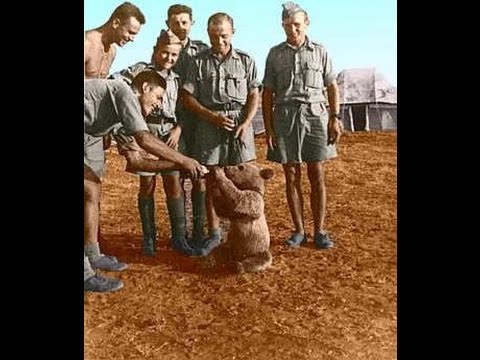 Wojtek the War Bear - YouTube