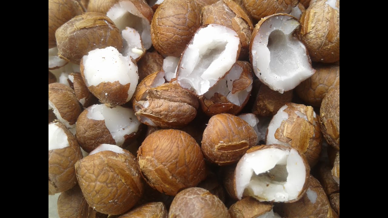 Licuri árvore e quebrando o coquinho - YouTube