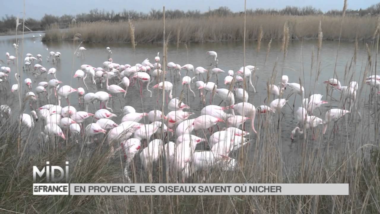 ANIMAUX : En Provence, les oiseaux savent où nicher - YouTube