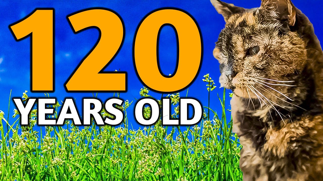 The Oldest Cat in the WORLD that Has Passed Through 3 Generations - YouTube