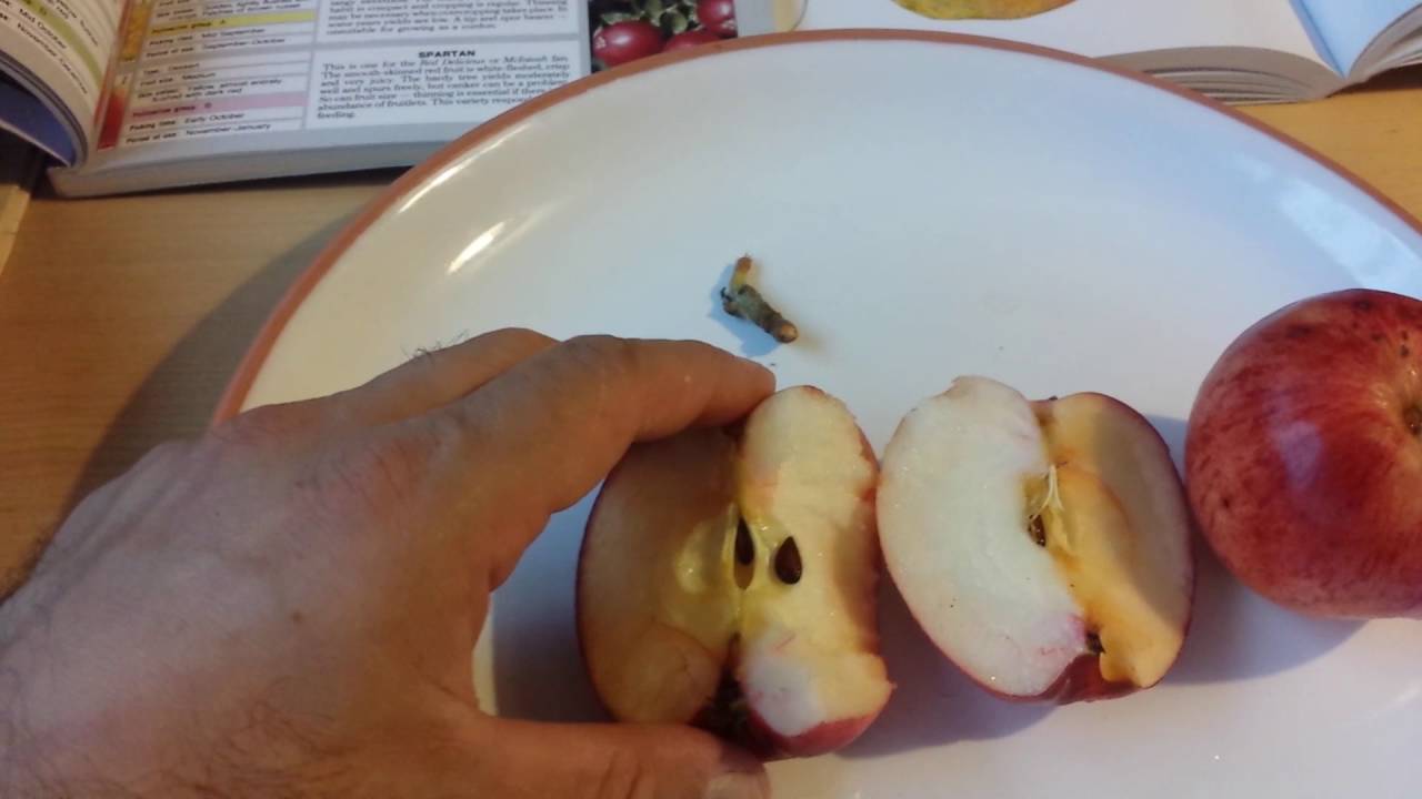 Tasting Apple variety Gavin: A Sweet & Soft Apple - YouTube