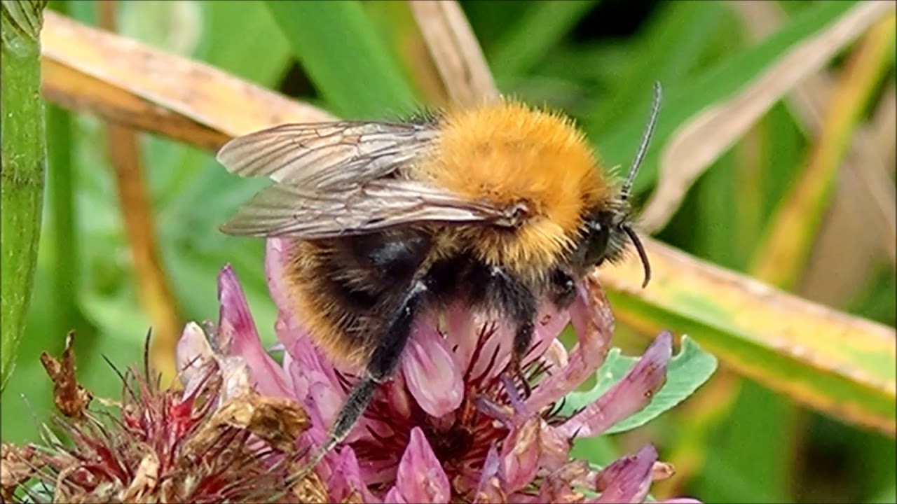 Akkerhommel/Common carder bee (Bombus pascuorum) - YouTube