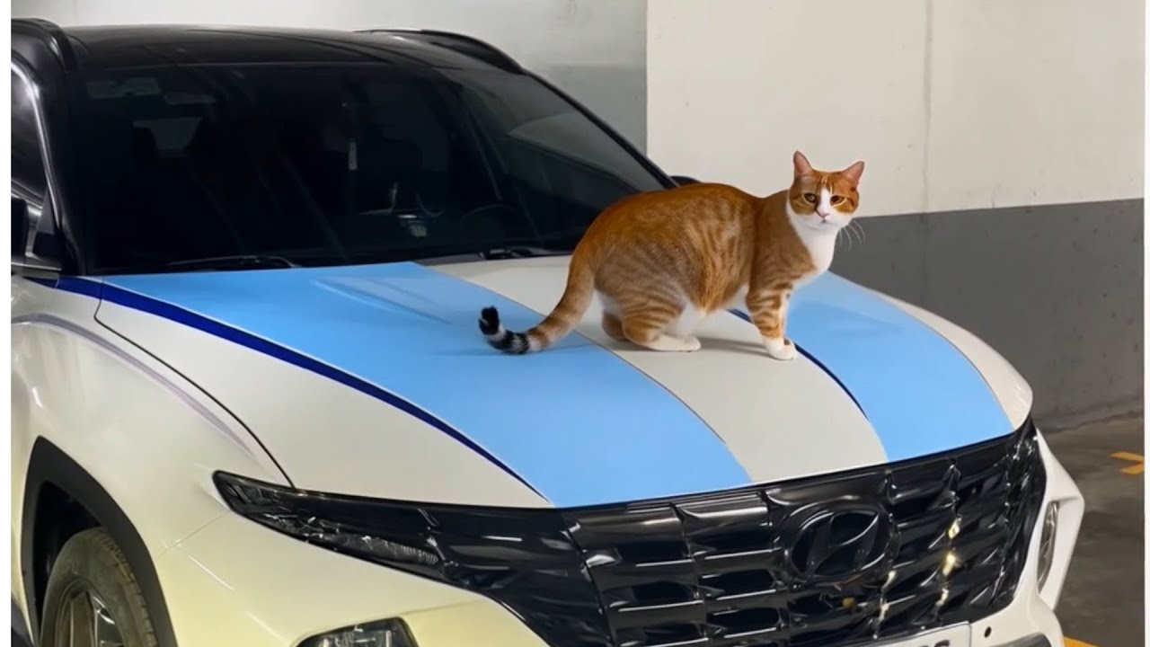 pet cat accidentally scratched supercar - YouTube