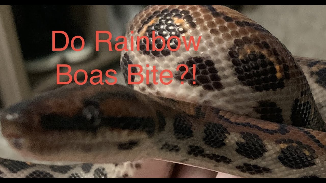 Do Rainbow Boas Bite - YouTube