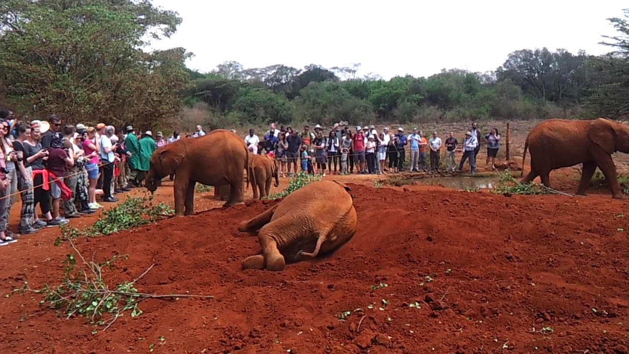 Sheldrick Trust Sanctuary Visit (3) 2017 - YouTube