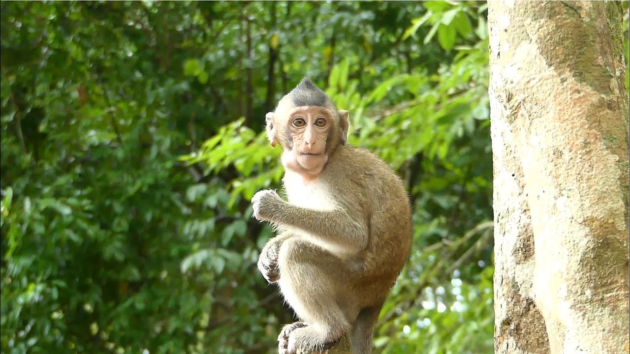 Poor Baby Monkey Madea Still Skinny Body Not Much Gan Weight. Mom ...