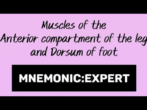 Muscles of the anterior compartment of the leg and dorsum of foot |Easy ...