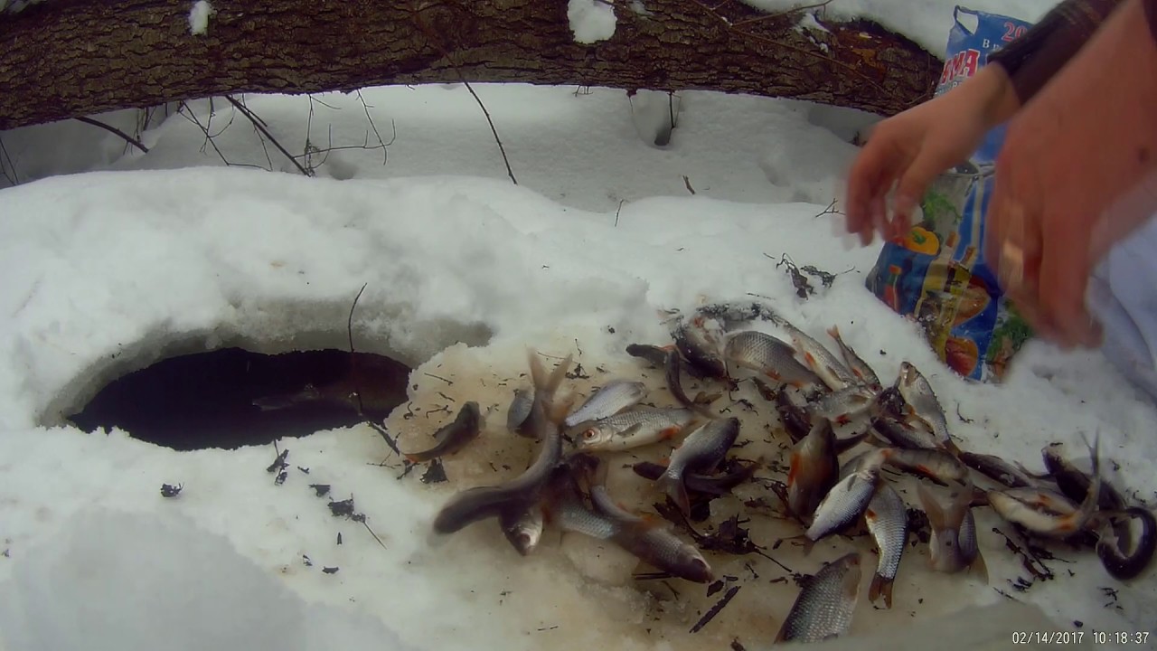 Замор в Милятино. Подводные съемки. Fish suffocated - YouTube