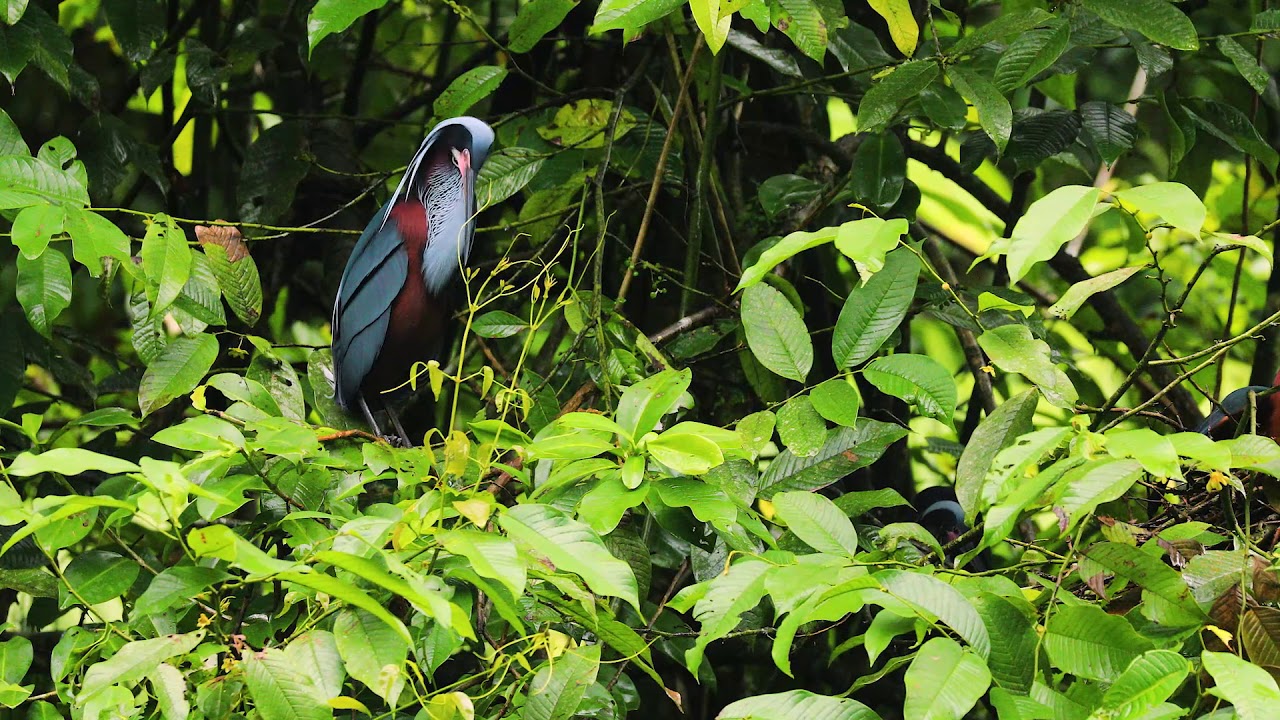 Discover Pacuare Reserve: an unforgettable experience - YouTube