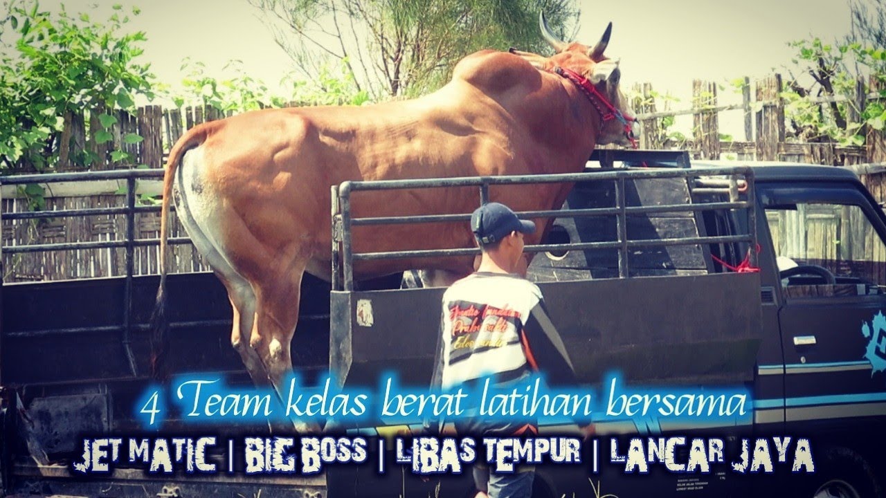 Sapi kerap Terbesar Jet Matic akhirnya menunjukkan aksinya dengan hasil ...