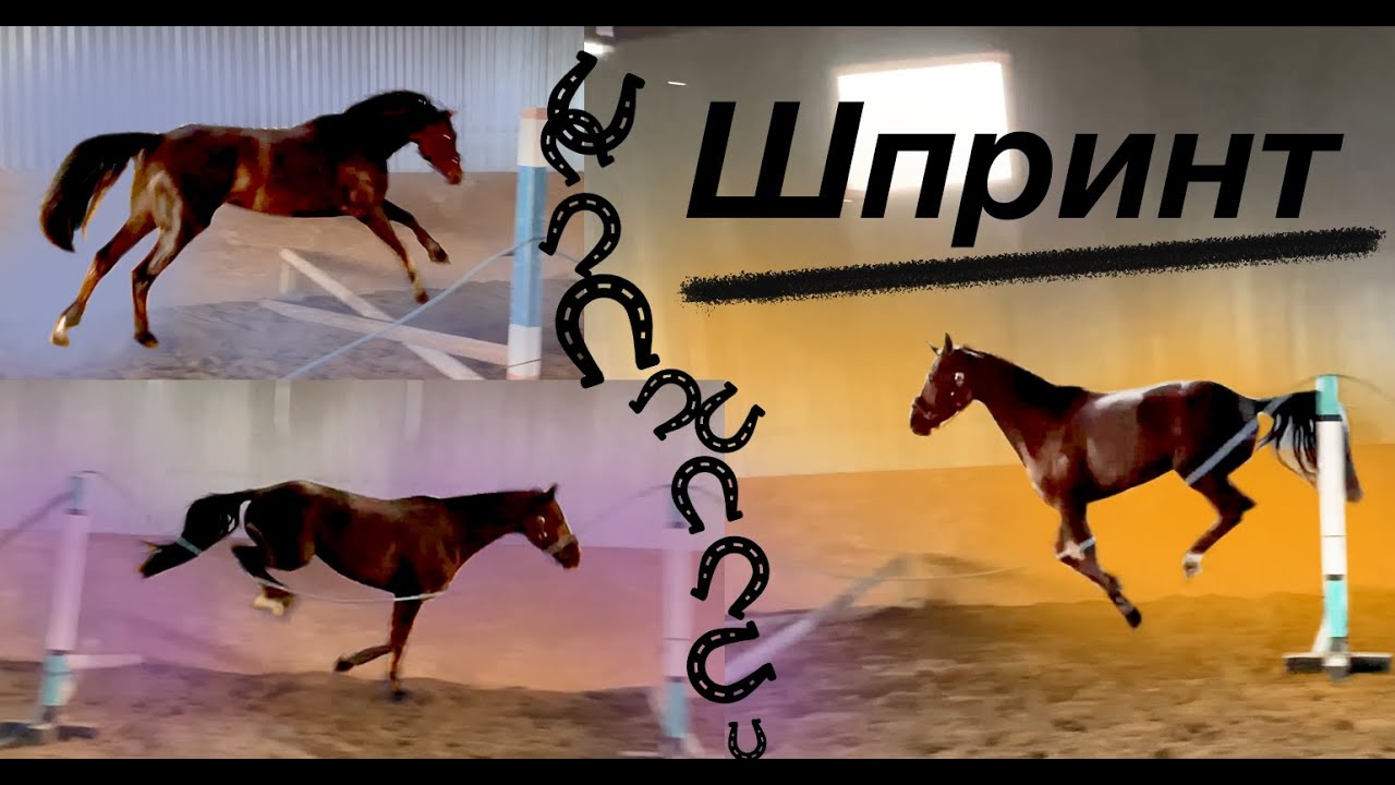 Напрыгивание моей молодой лошади в шпринте - YouTube