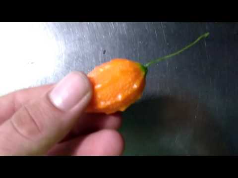 Fruta Exótica De Puerto Rico. - YouTube