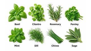 Herbs Explained in 10 Minutes