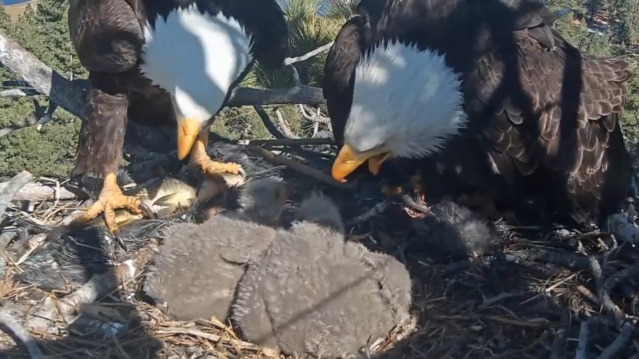 Super dad shadow brings two fish during lunch feeding | Big Bear Bald ...