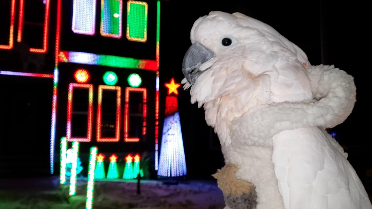Max Visits Incredible Christmas Light Displays | Fifth Day of Birdmas ...