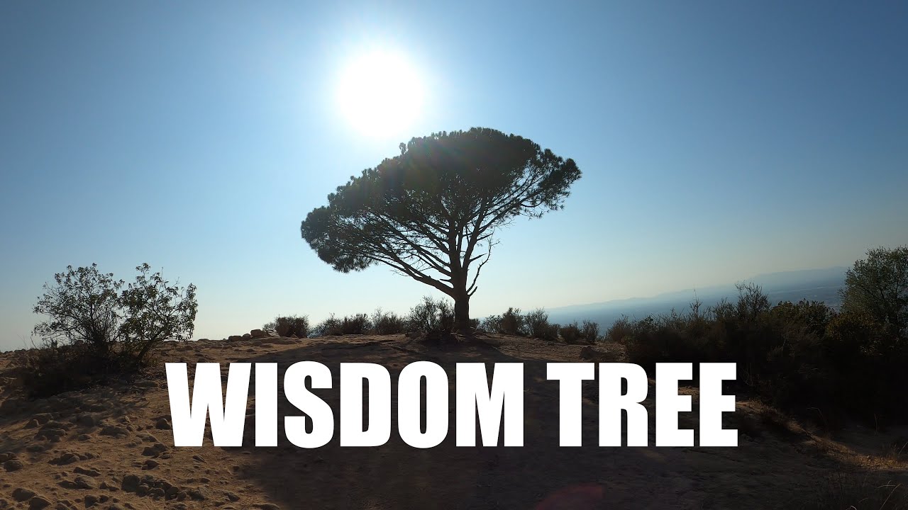 Wisdom Tree - Famous LA Hike To Myself - YouTube