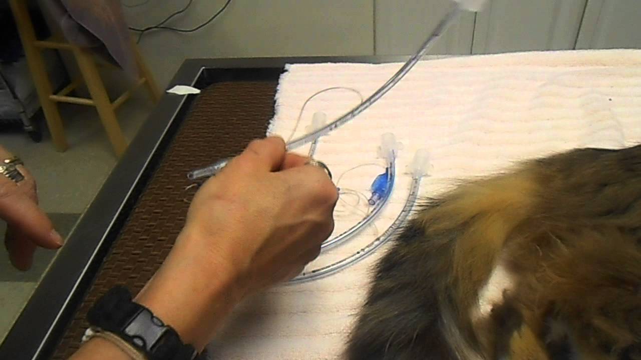 PF Practicum 2 Choosing appropriate size ET tube - YouTube