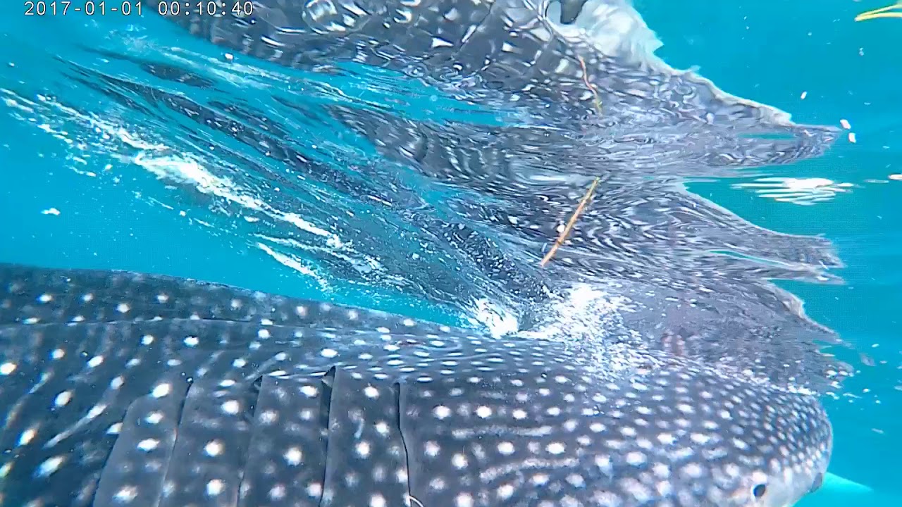 butanding capture video - YouTube