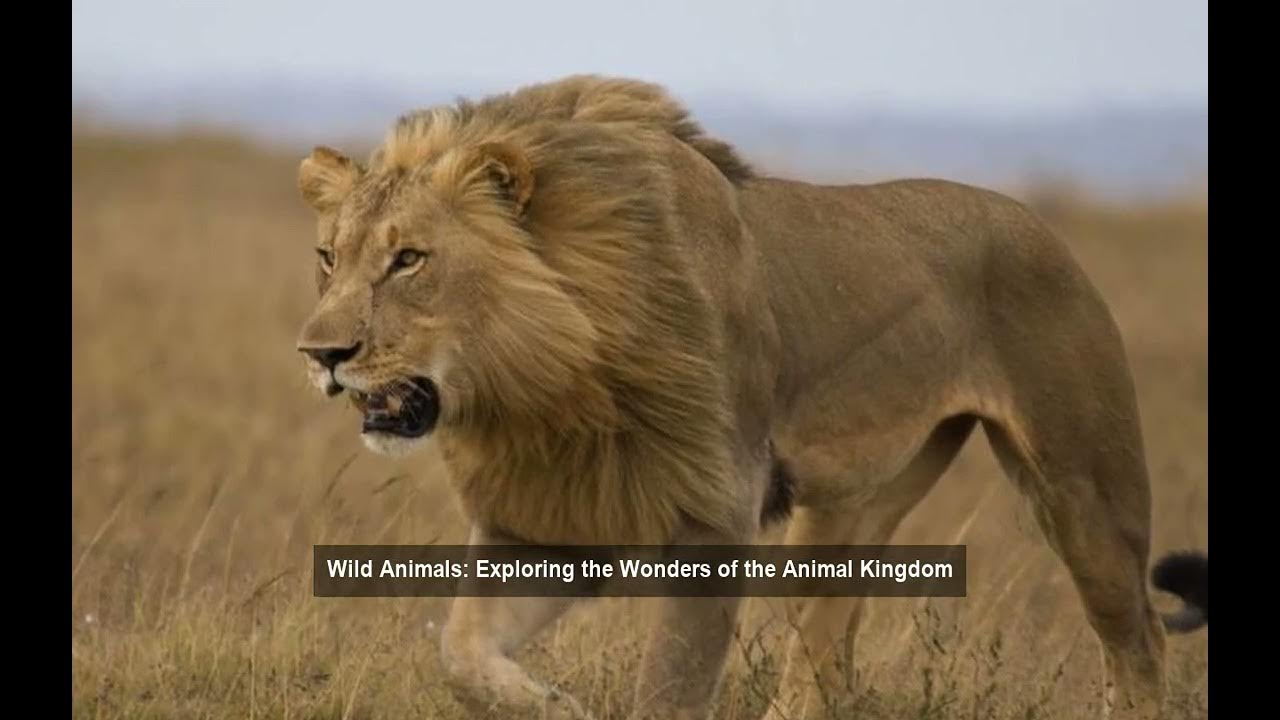 Wild Animals: Exploring the Wonders of the Animal Kingdom - YouTube