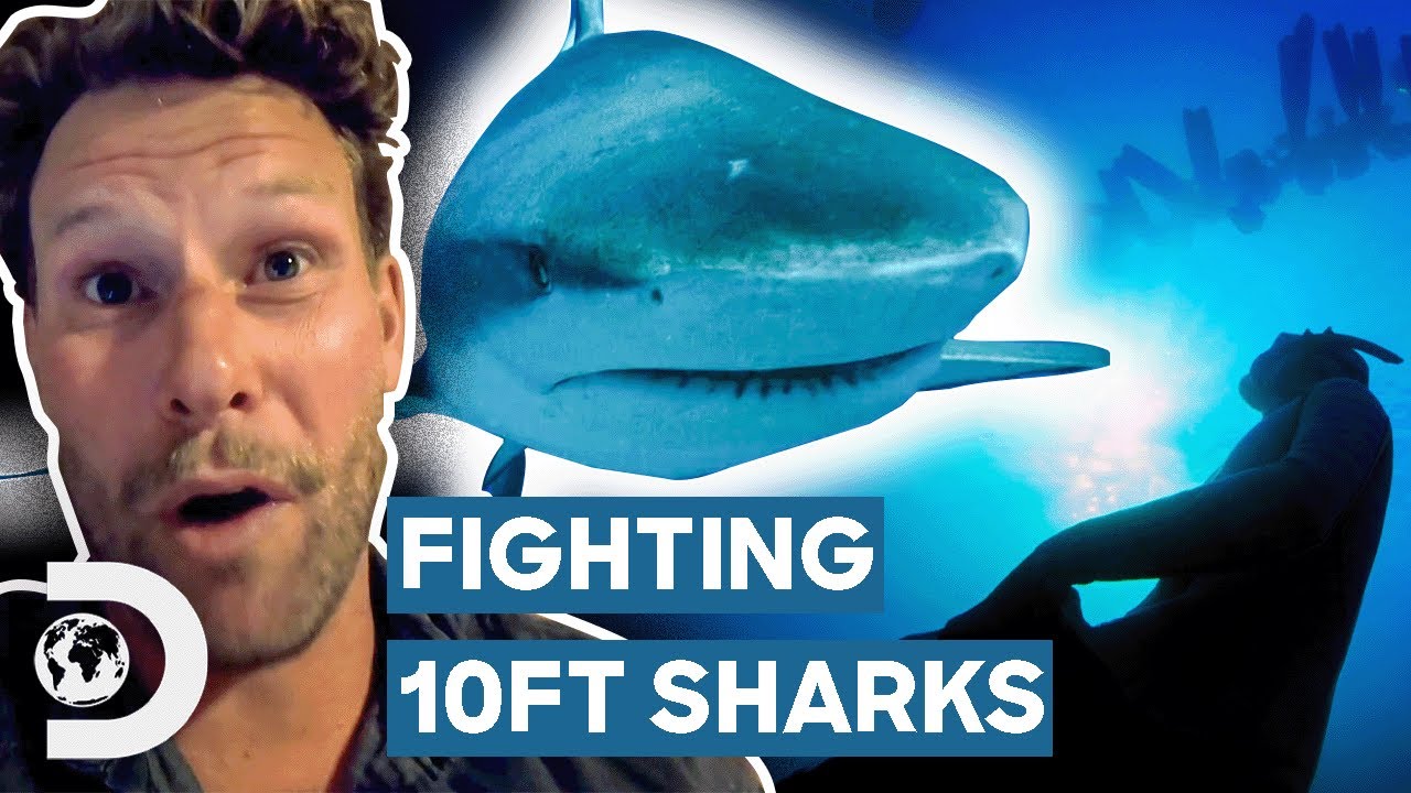 Kicking Away A Swarm Of 10-ft Sharks In The Bahamas! | Shark Academy ...