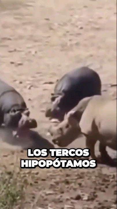 Batalla pica entre el #hipoptamo y el #rinoceronte en #Sudfrica #sabiasque #batalla #animales ...