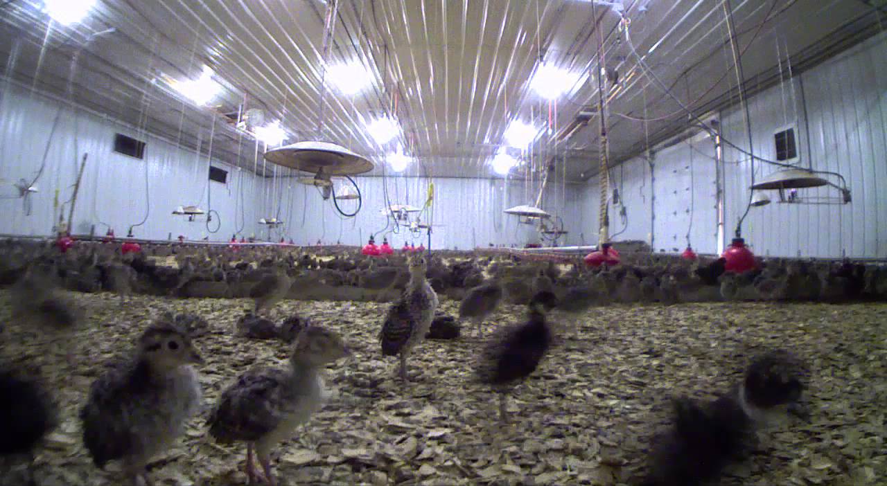 The first three weeks of a pheasant chicks life - YouTube