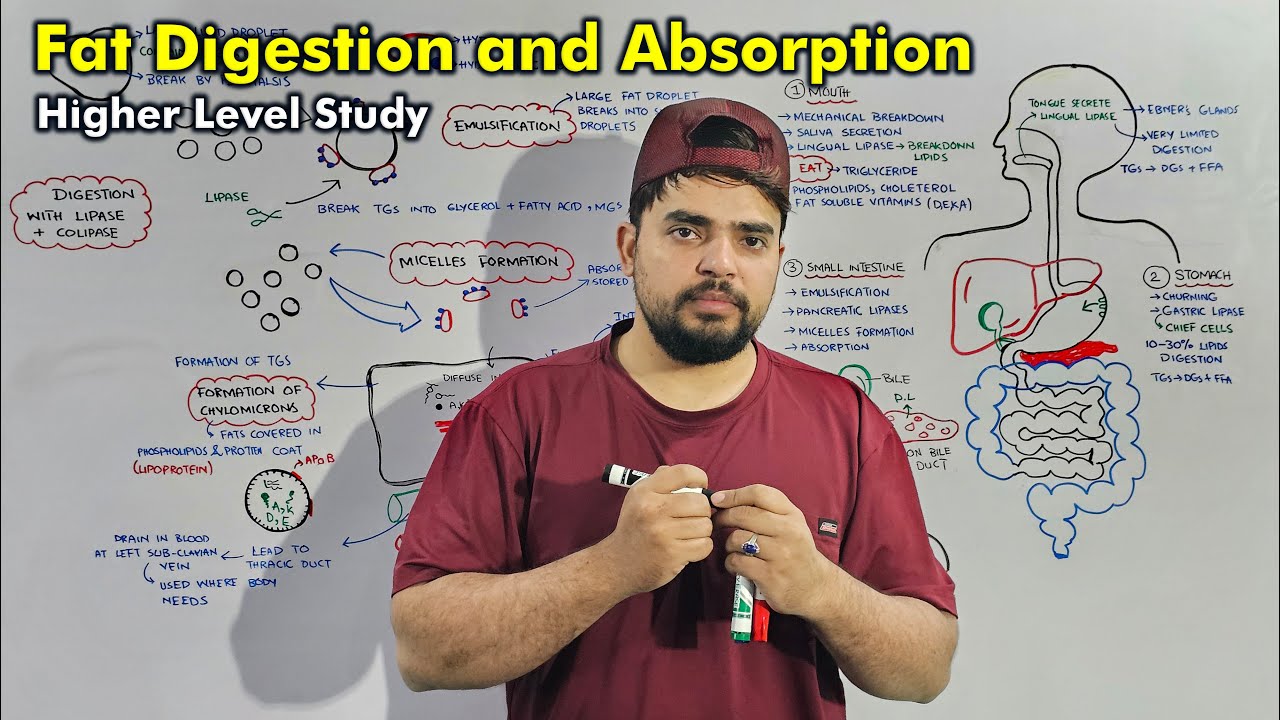 Digestion and Absorption of Lipids (fats): Detailed lecture - YouTube